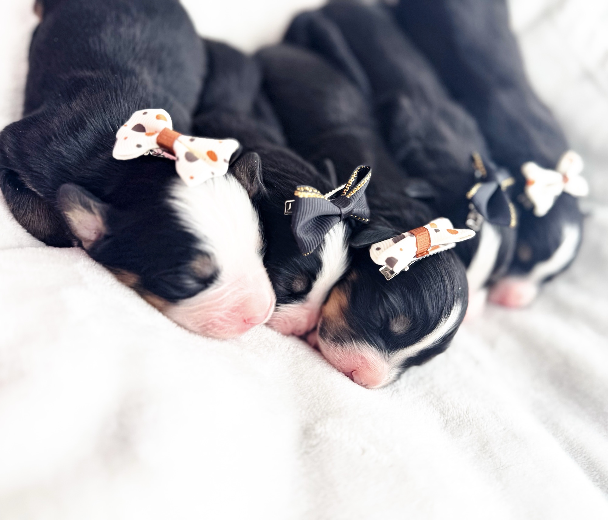 Available Bernese Puppies – Too Mini Farm